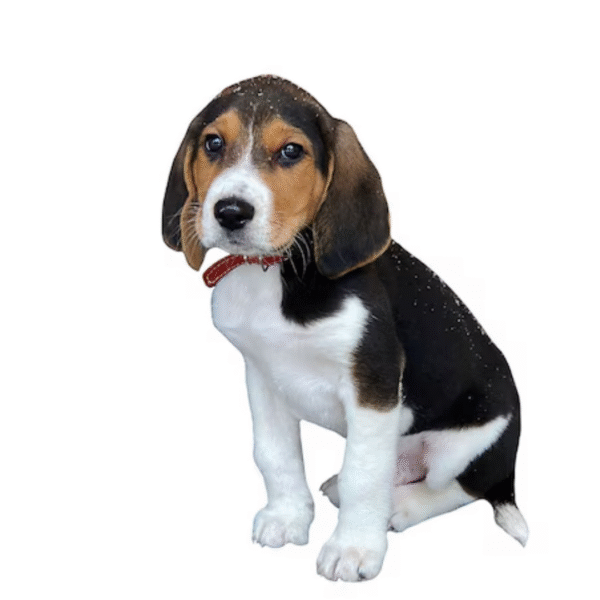 Perro Beagle - Perros y gatos Colombia